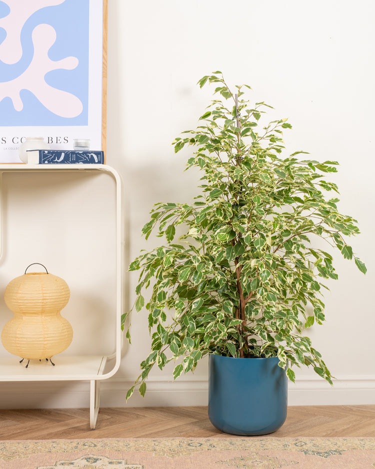 Variegated Weeping Fig | Ficus Starlight | Prickle Plants