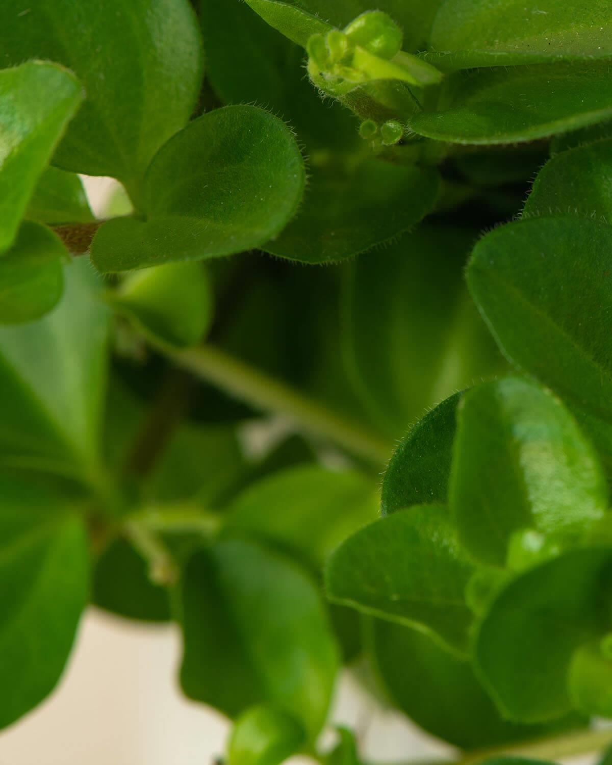 Trailing Jade Plant | Peperomia Rotundifolia | Prickle Plants