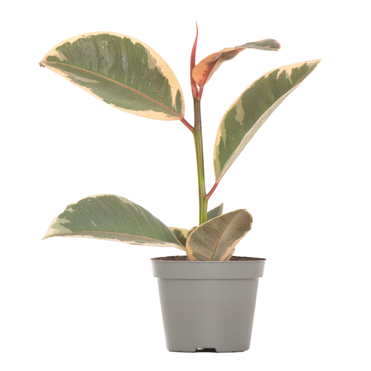 Lil' Rubber Fig | Ficus Tineke | Prickle Plants