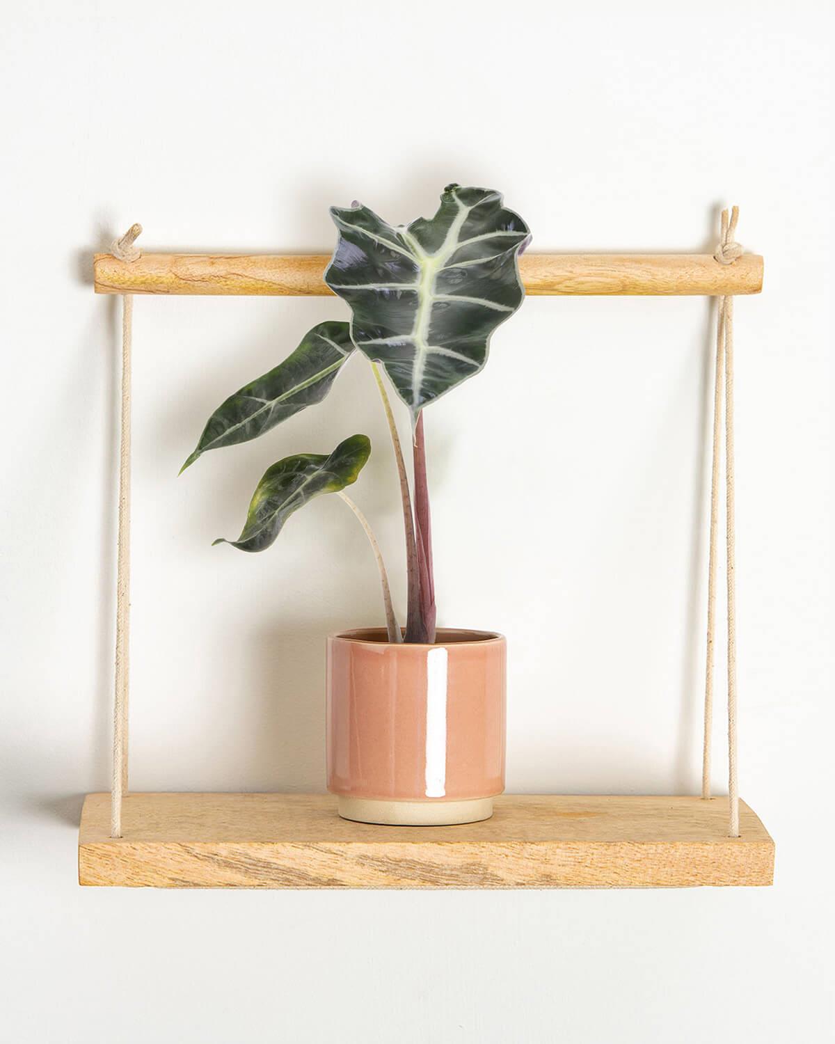 Lil' African Mask Plant | Alocasia Polly | Prickle Plants