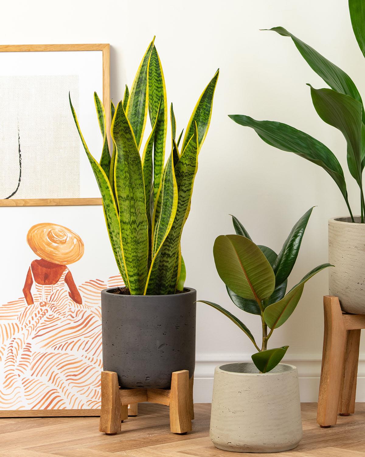 Unkillable Bundle | House plant Bundle | Prickle Plants