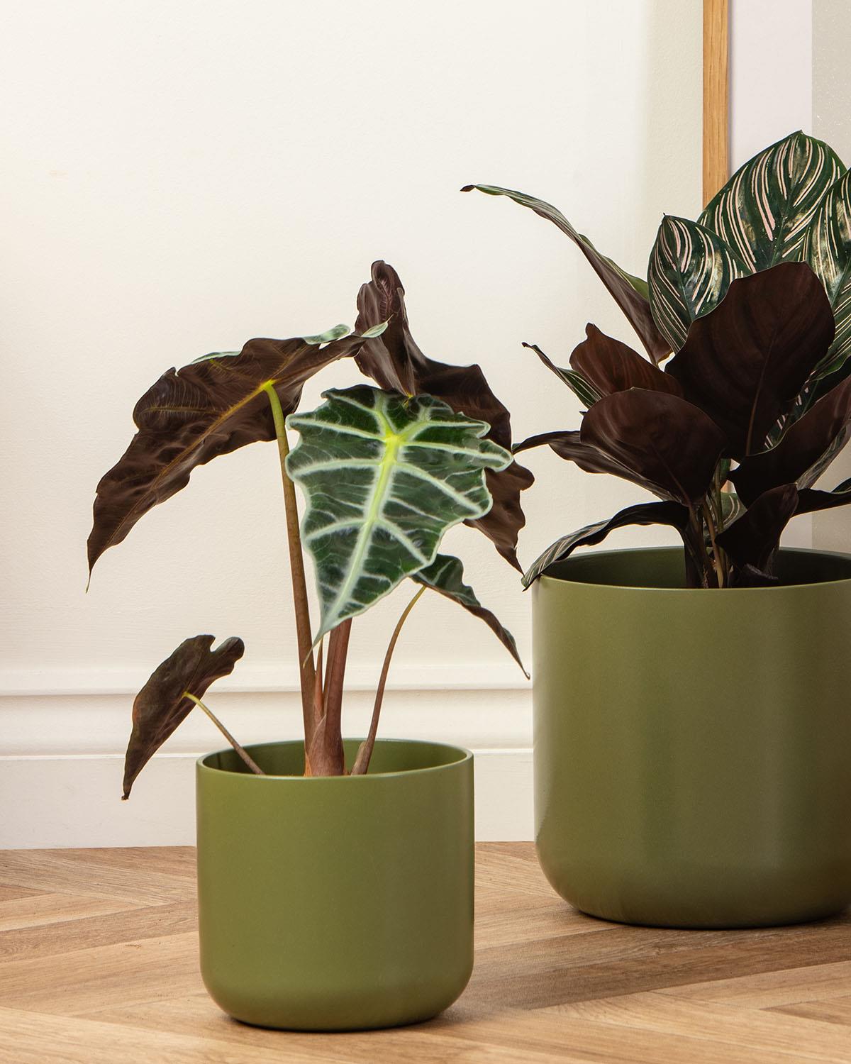 Patterned Bundle | House plant Bundle | Prickle Plants