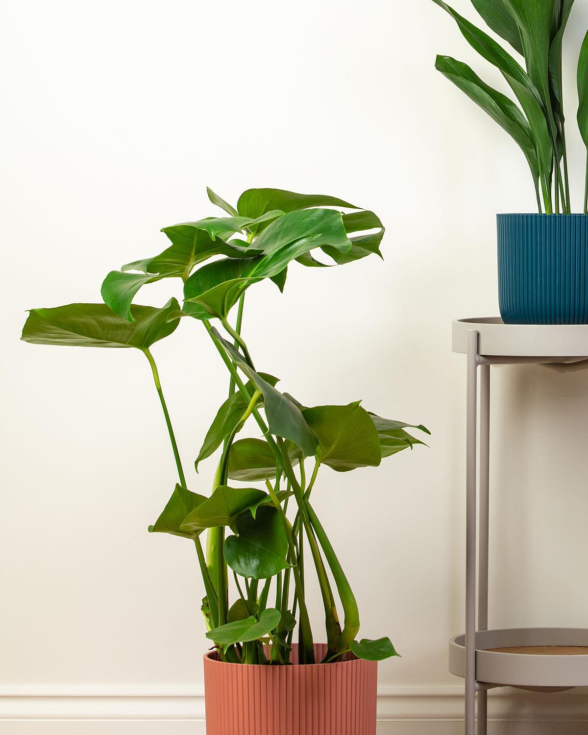 Prickle Favourites Bundle | House plant Bundle | Prickle Plants