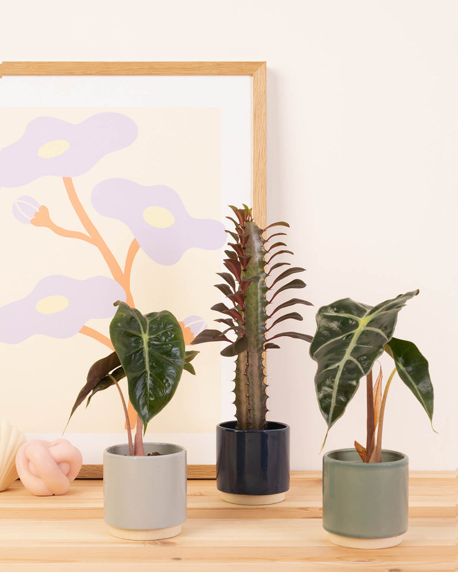 Indoor Plant Bundles | House Plants | Prickle Plants UK