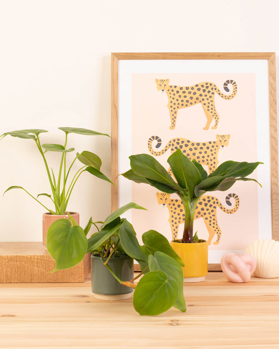 Indoor Plant Bundles | House Plants | Prickle Plants UK