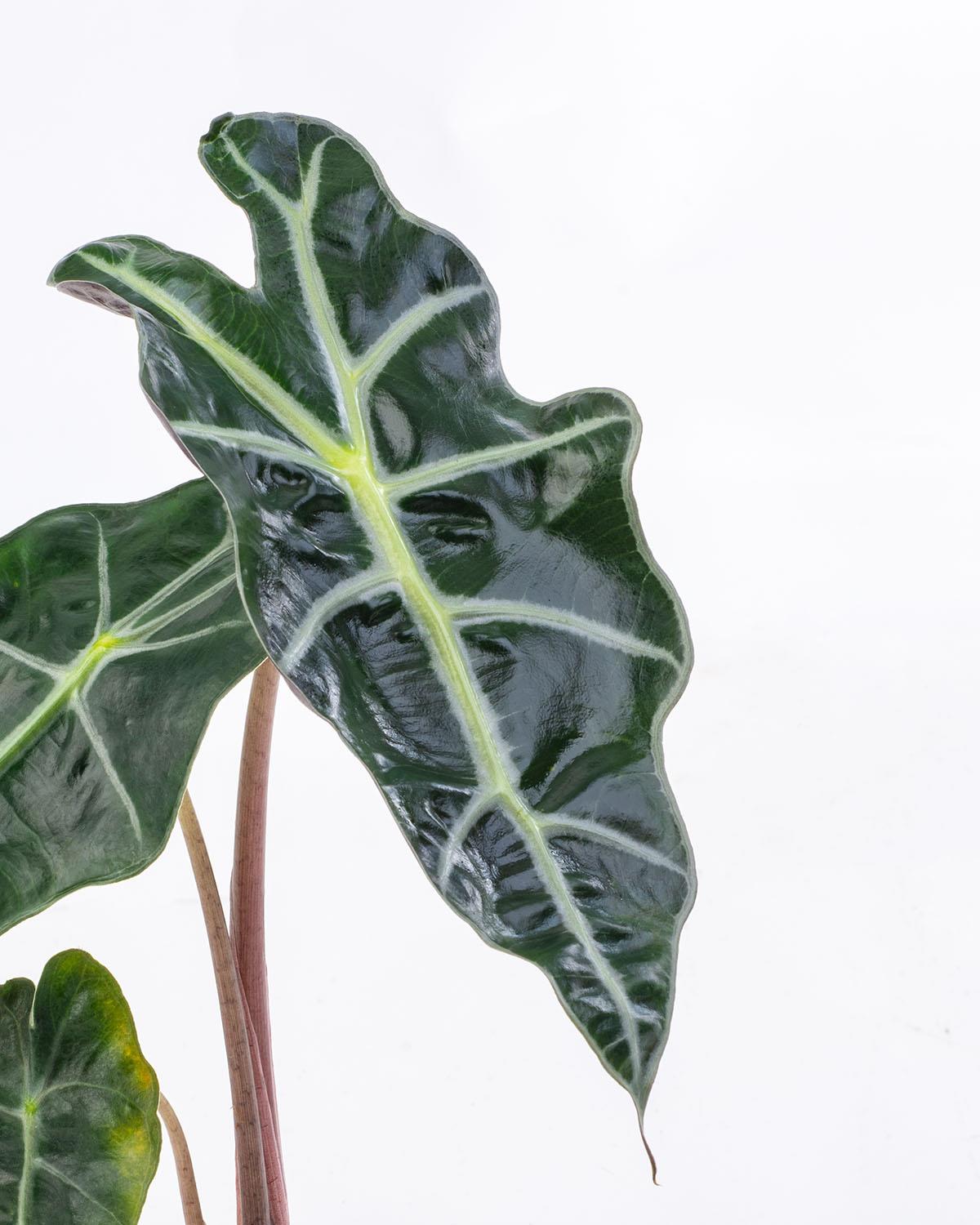 Lil' African Mask Plant | Alocasia Polly | Prickle Plants