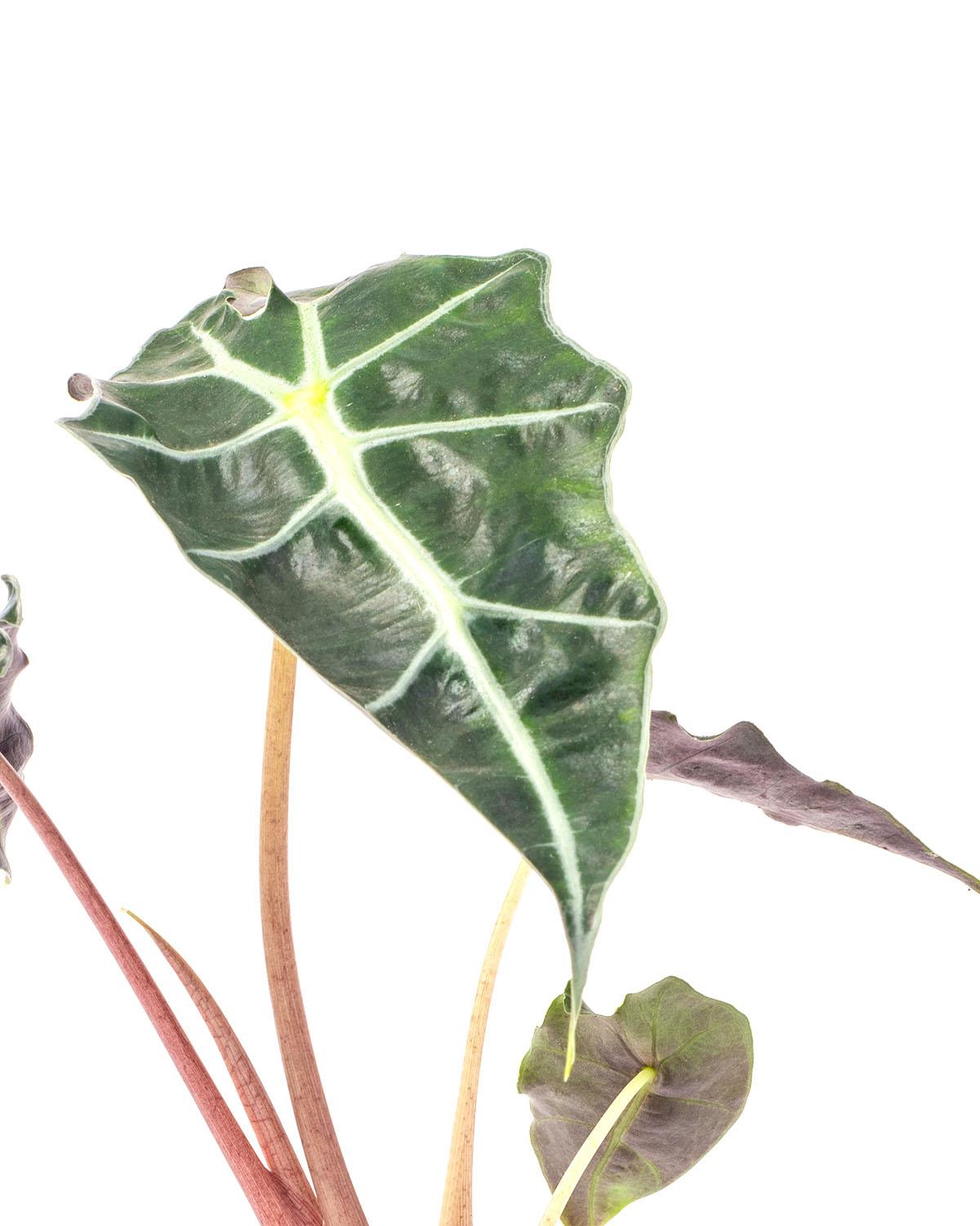 Lil' African Mask Plant | Alocasia Polly | Prickle Plants