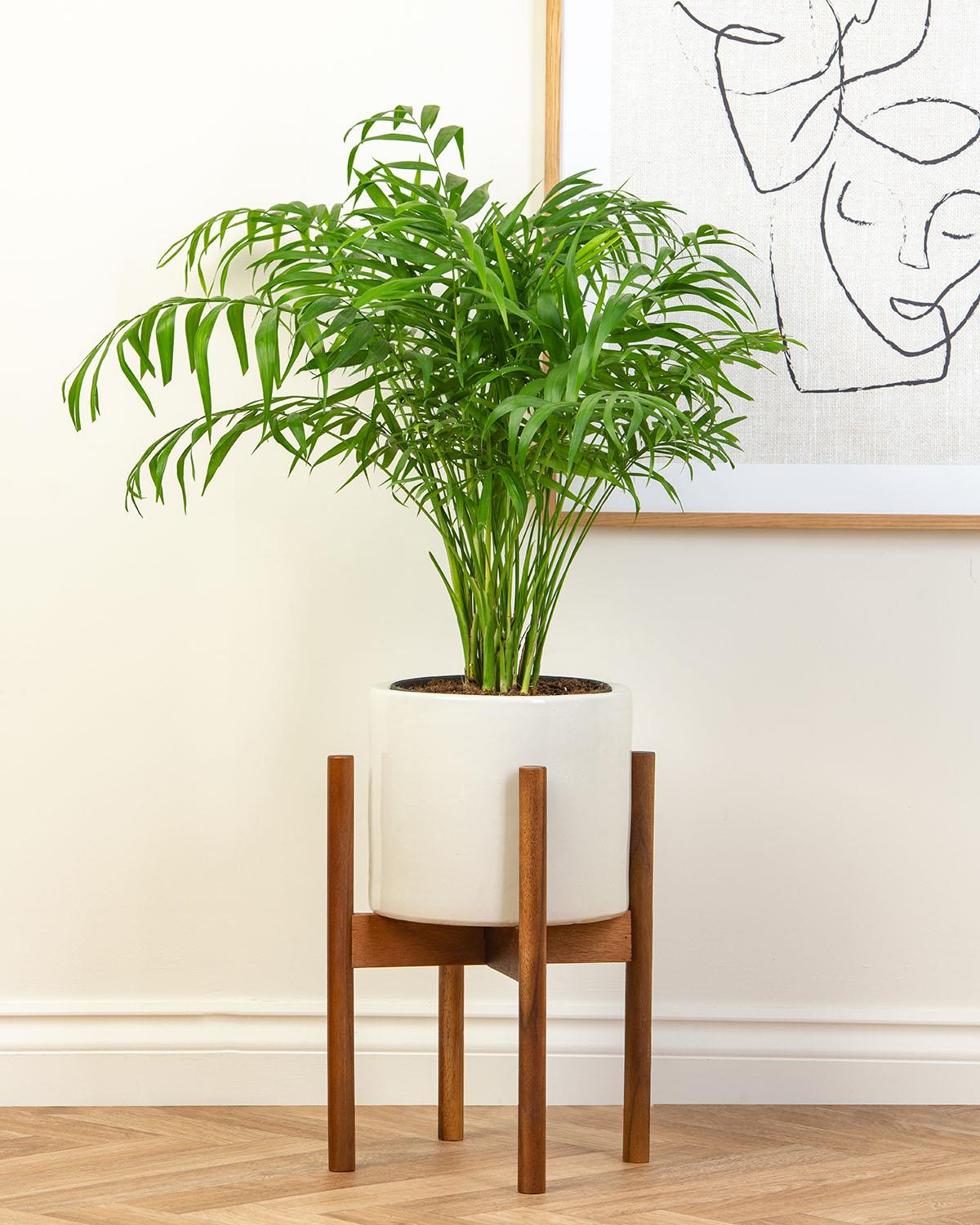 Nico Ceramic Plant Stand | Indoor Plant Pot | Prickle Plants