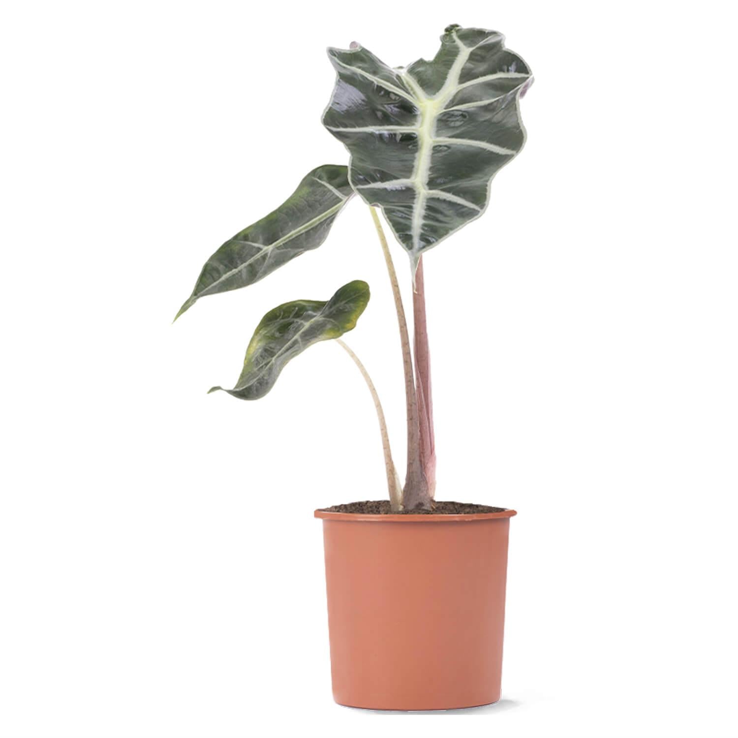 Lil' African Mask Plant | Alocasia Polly | Prickle Plants