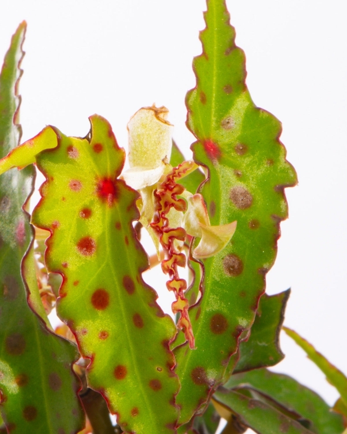 Lil' Begonia Butterfly | Baby Plant | Prickle Plants UK