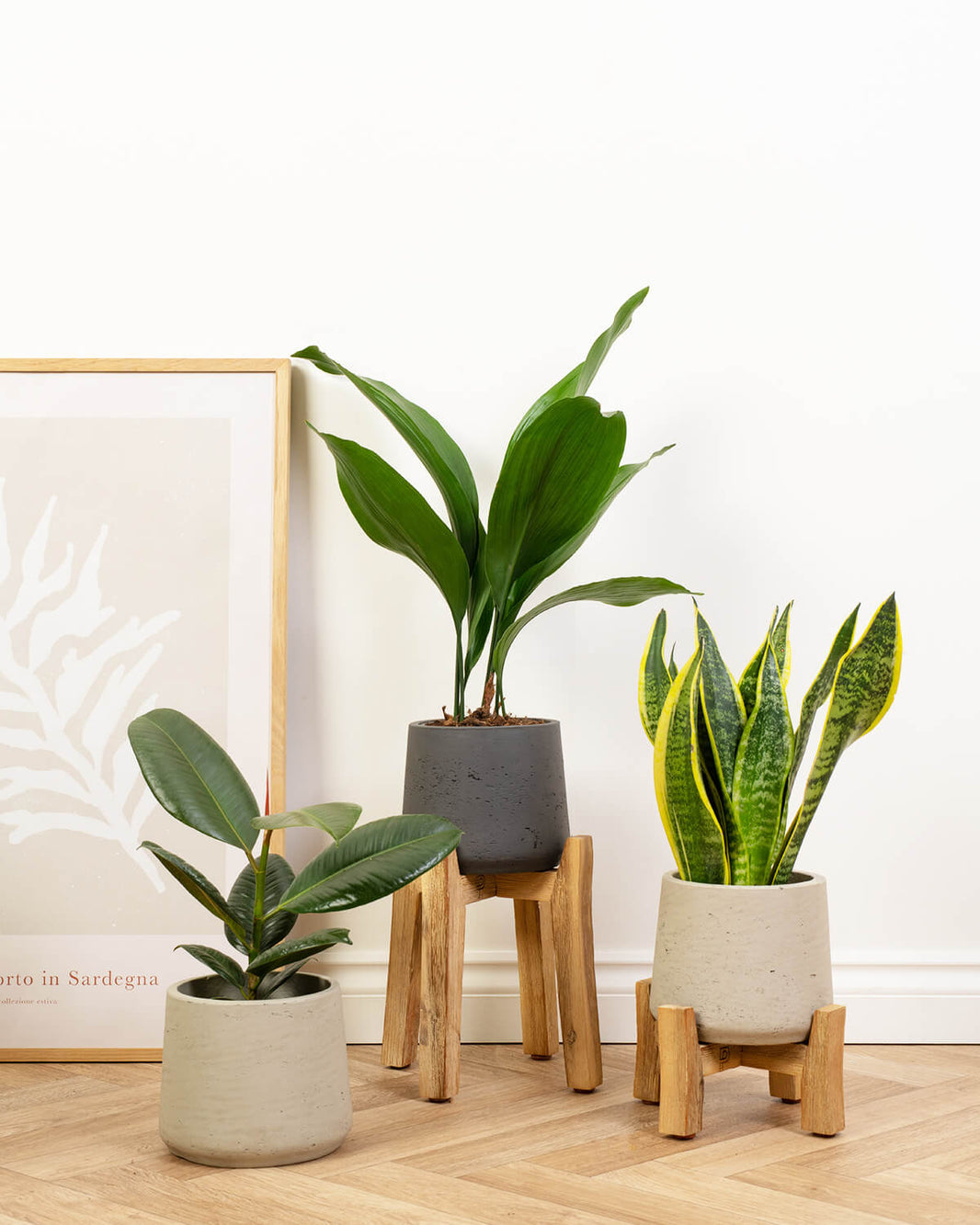 Indoor Plant Bundles | House Plants | Prickle Plants UK