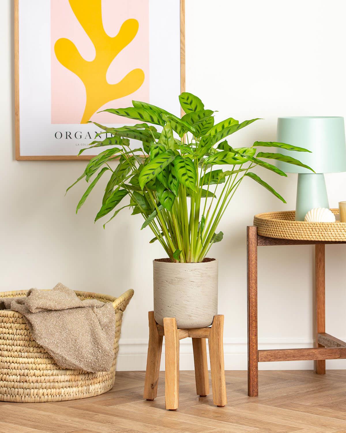Cassie Tall Pot | Indoor Plant Pot | Prickle Plants