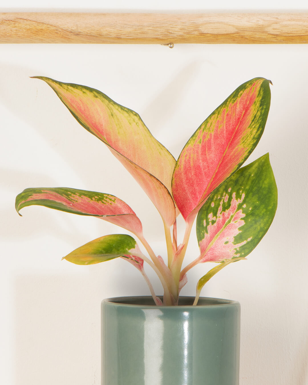 Lil' Red Zirkon Plant | Aglaonema | Lil' Plant | Prickle Plants