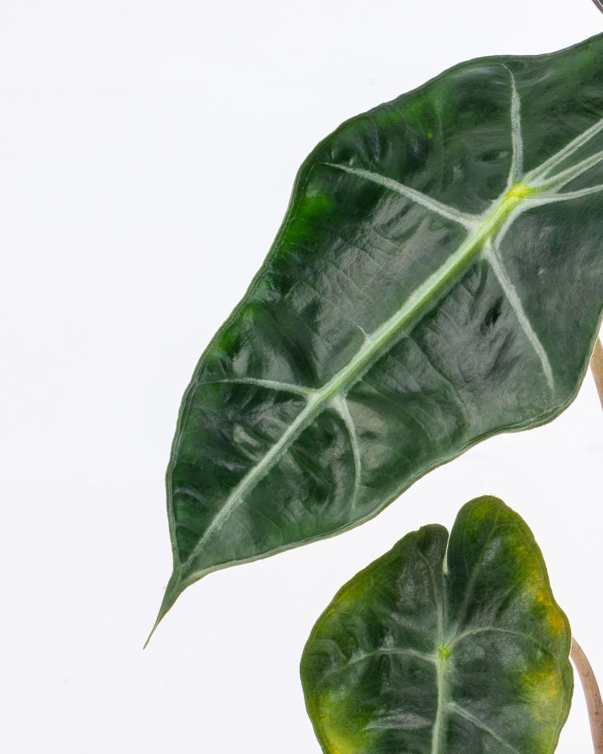 Lil' African Mask Plant | Alocasia Polly | Prickle Plants