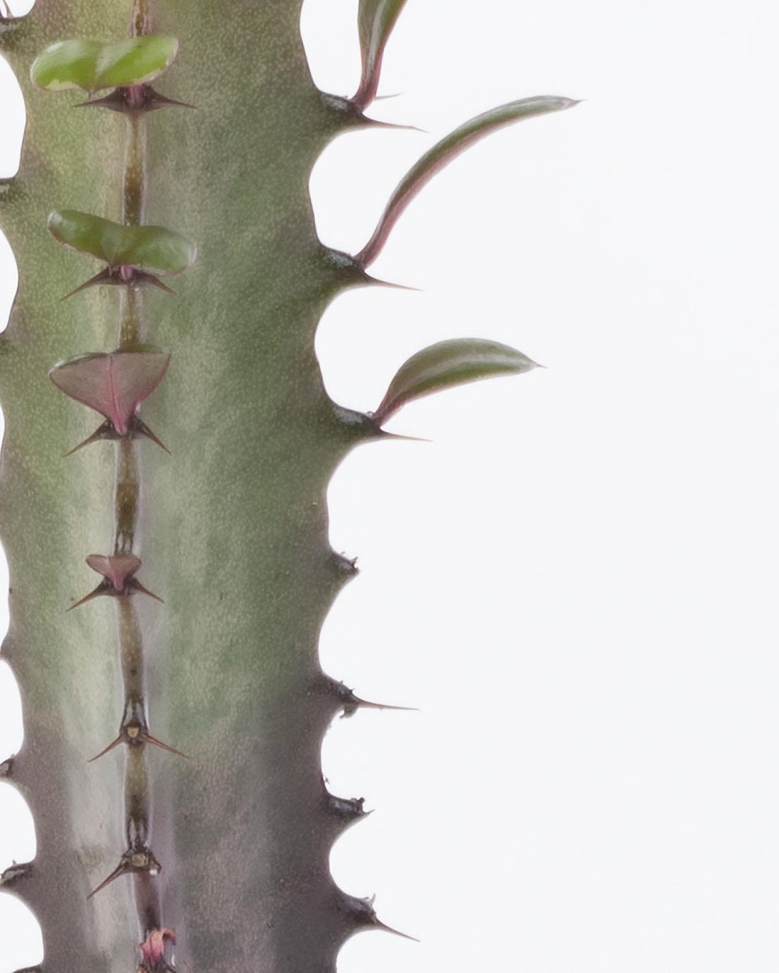 Lil' African Milk Tree | Euphorbia Trigona | Prickle Plants