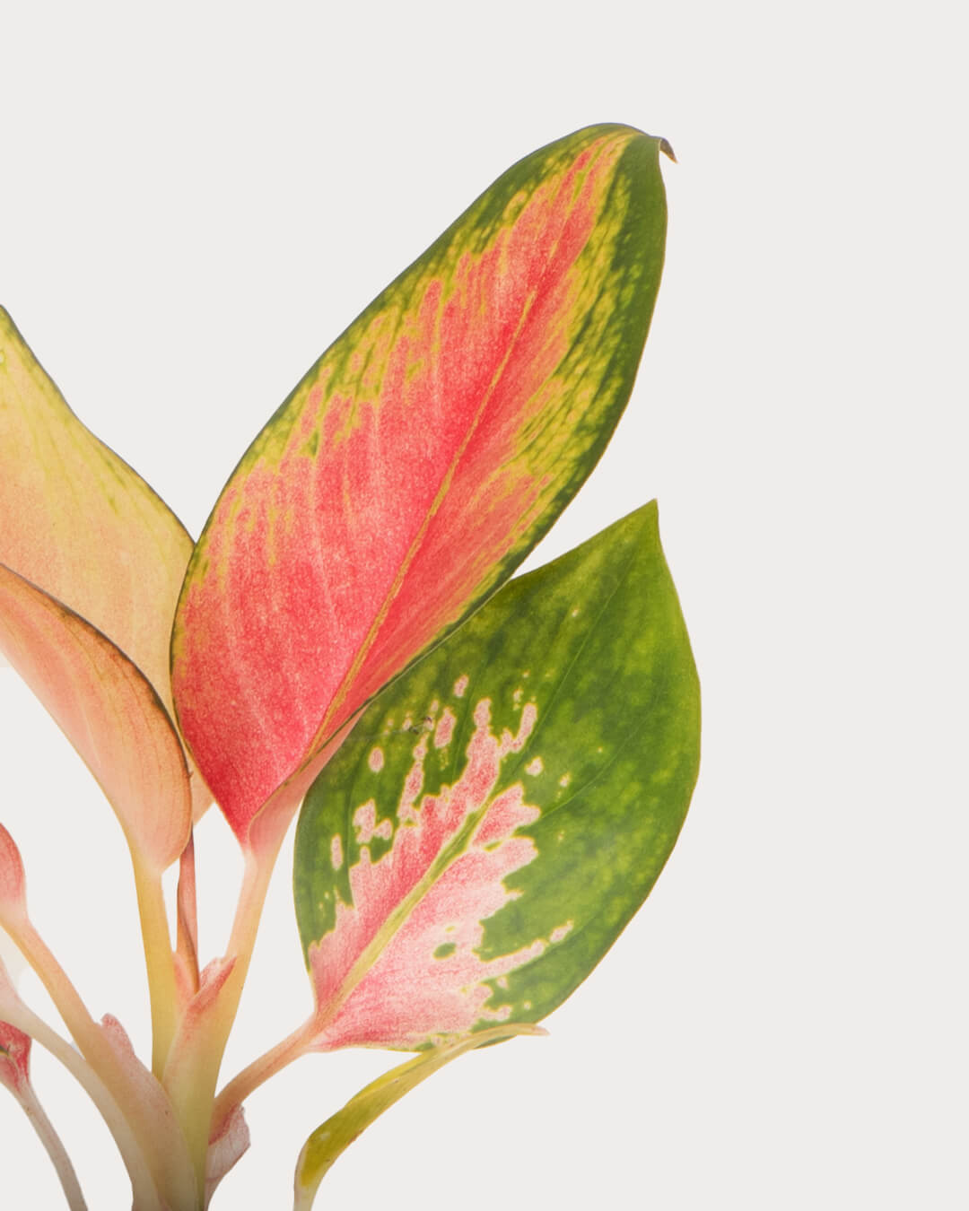 Lil' Red Zirkon Plant | Aglaonema | Lil' Plant | Prickle Plants