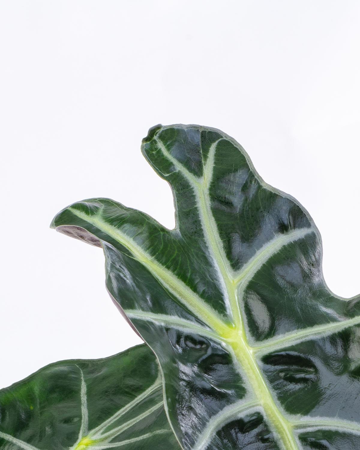 Lil' African Mask Plant | Alocasia Polly | Prickle Plants