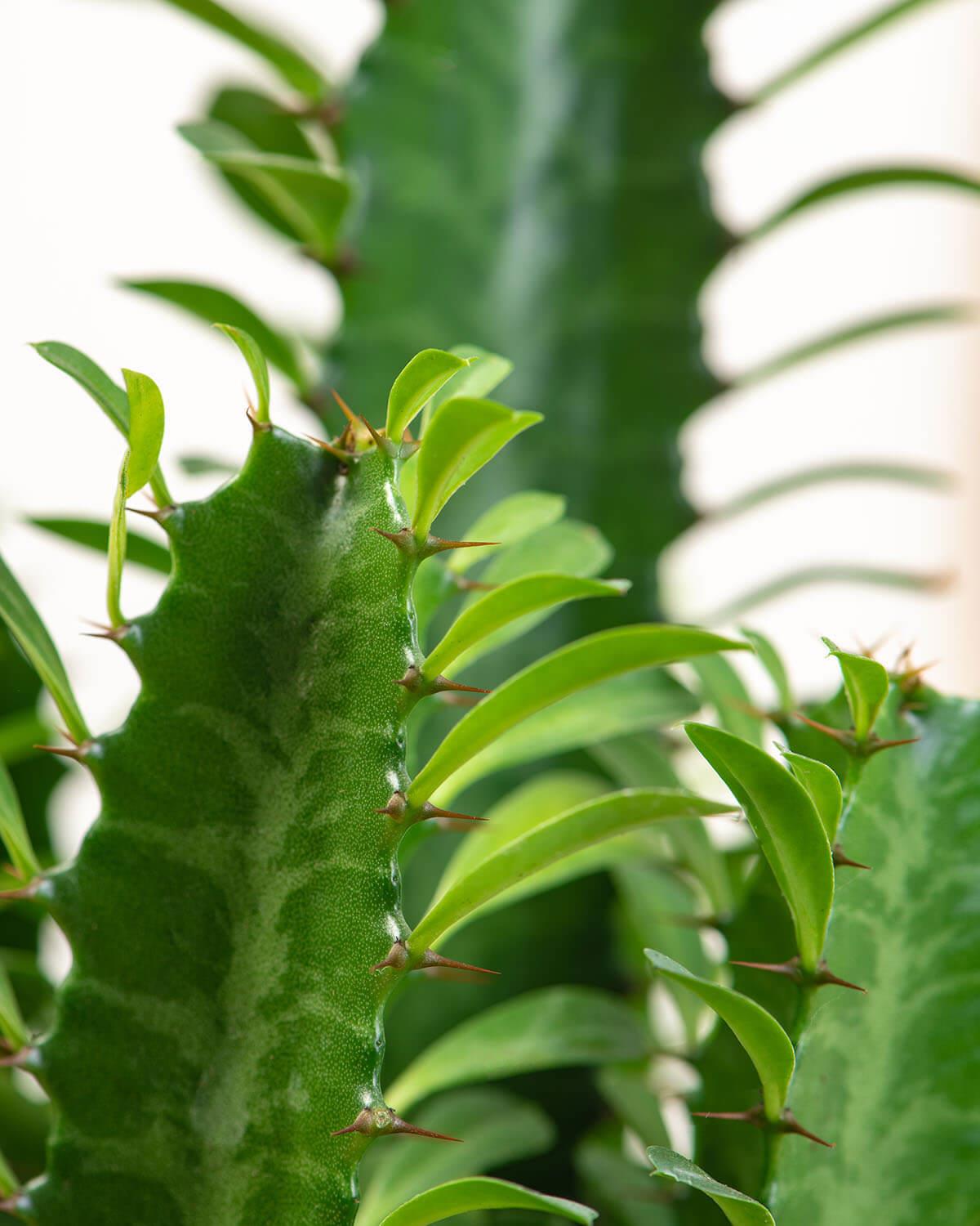 African Milk Tree | Euphorbia Trigona Cactus | Prickle Plants