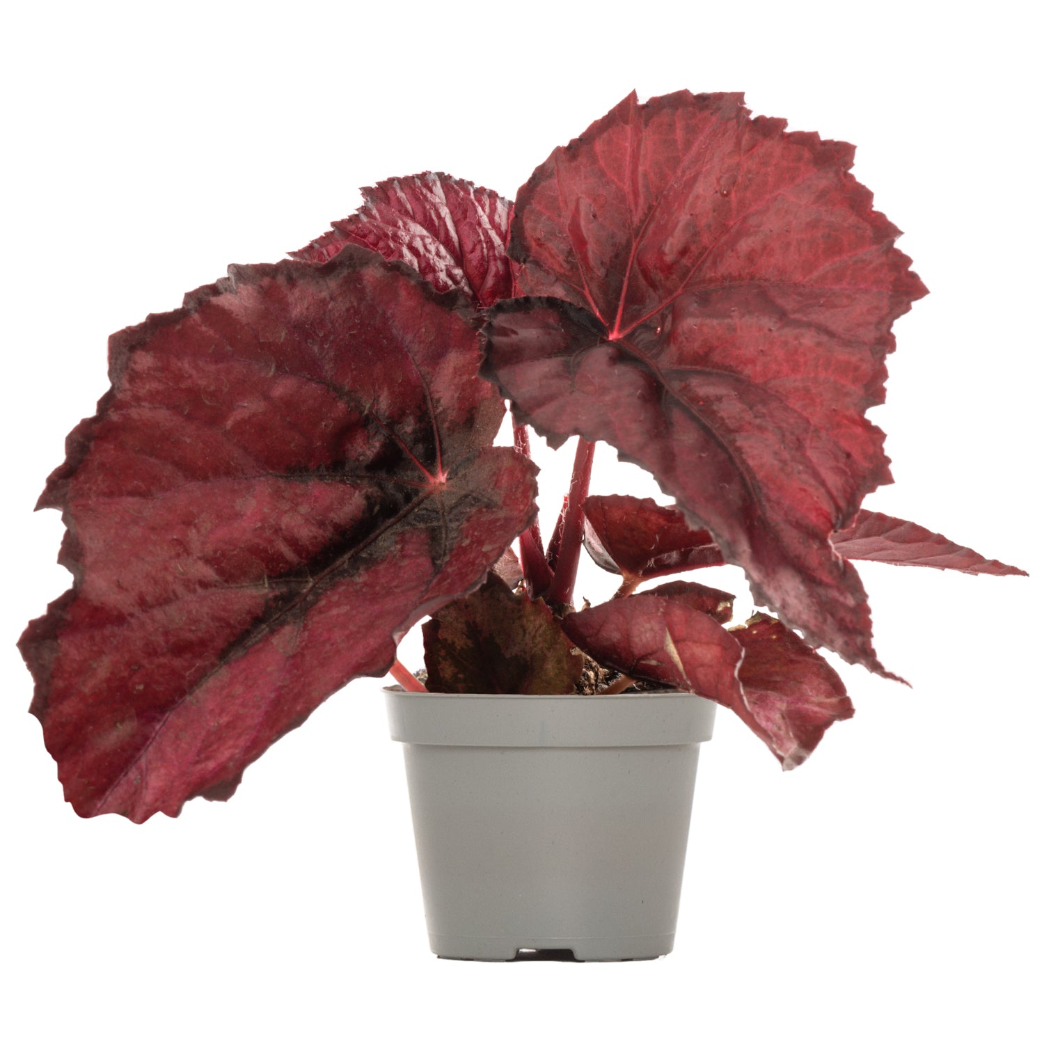 Lil' Begonia Red Heart | Baby Plant | Prickle Plants UK