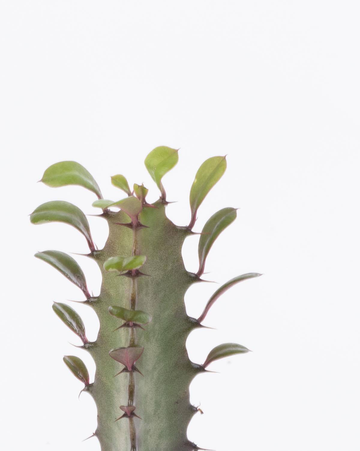 Lil' African Milk Tree | Euphorbia Trigona | Prickle Plants