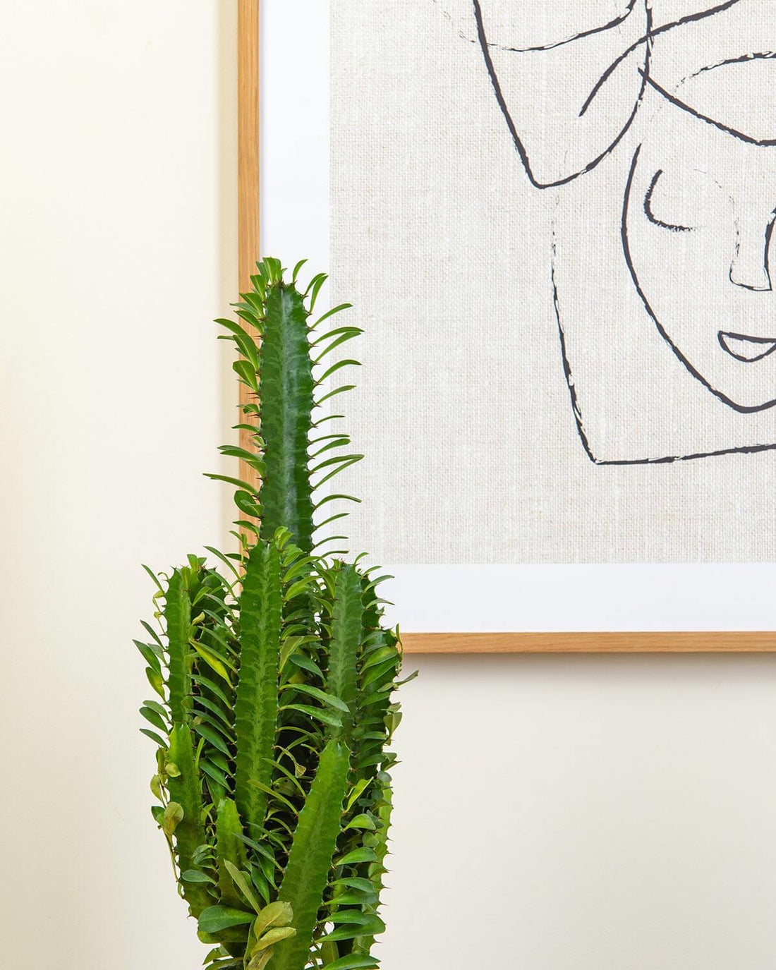 African Milk Tree | Euphorbia Trigona Cactus | Prickle Plants