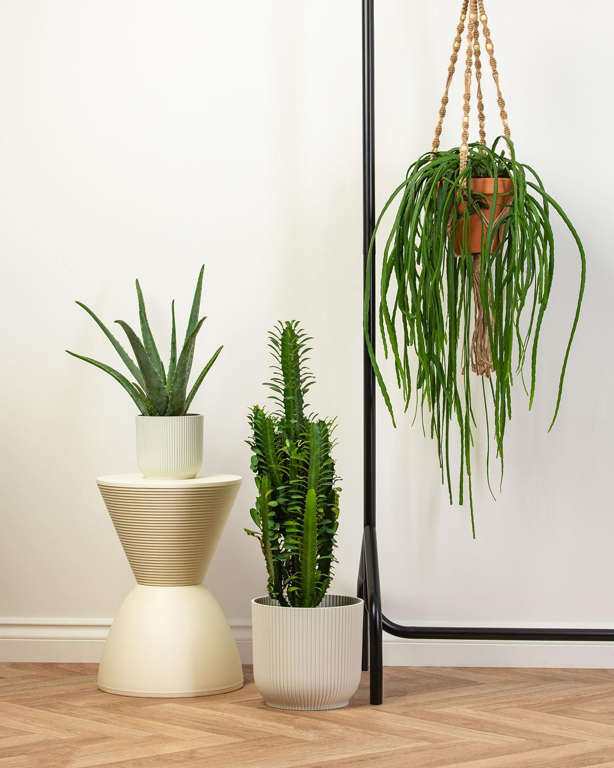 Succulents & Cacti Bundle | House plant Bundle | Prickle Plants