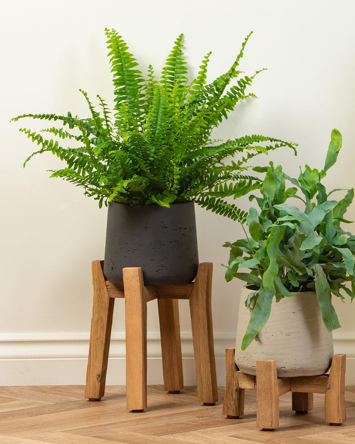 Addison Tall Pot | Indoor Plant Pot | Prickle Plants