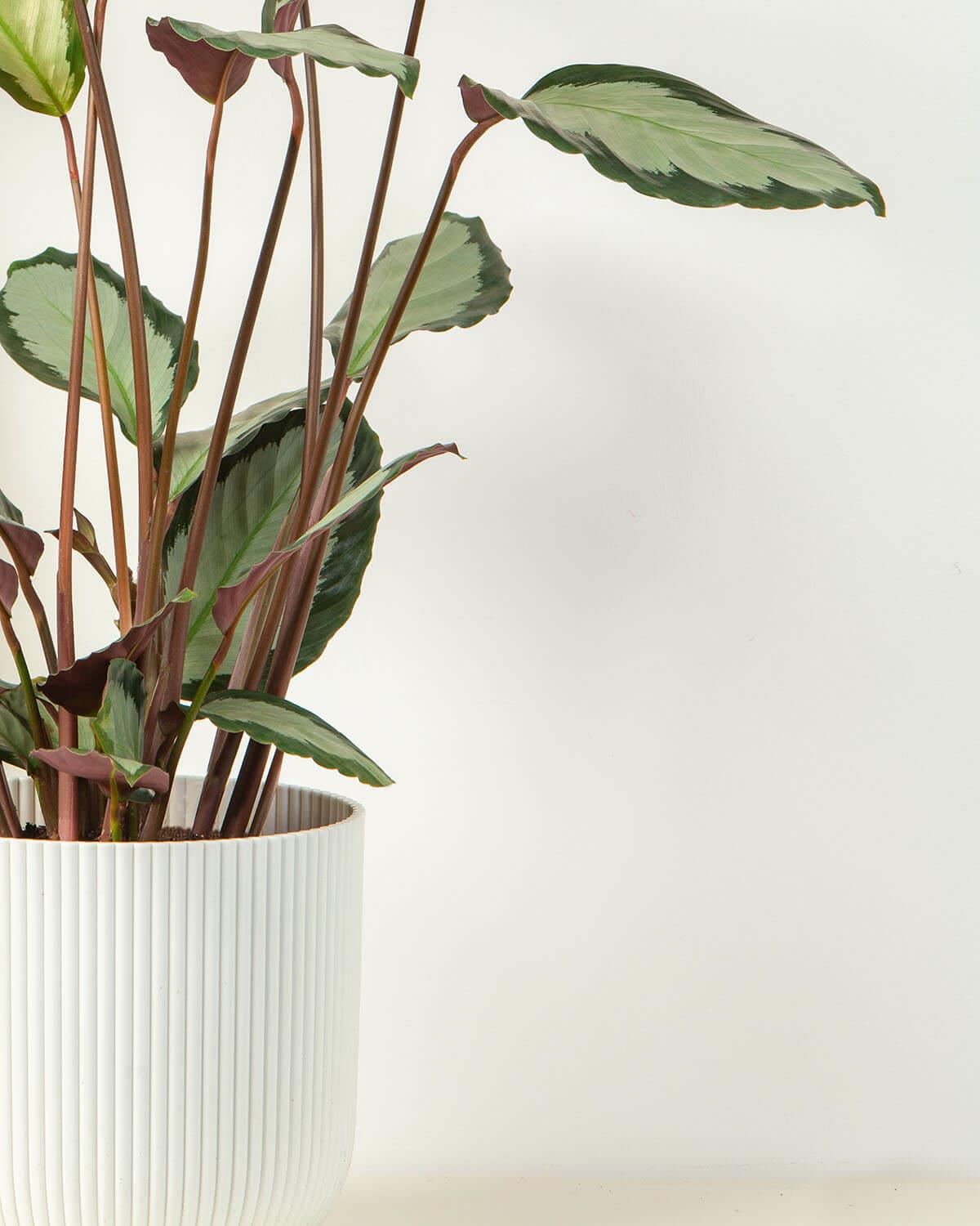 Picturata Prayer Plant | Calathea Picturata | Prickle Plants