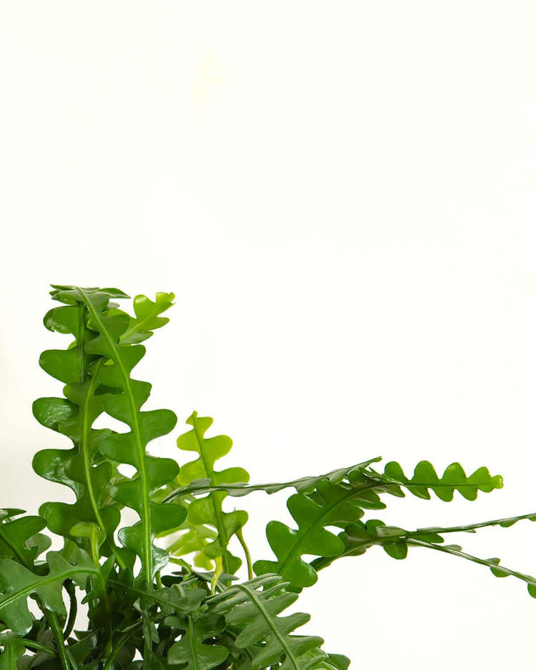 Fishbone Cactus | Epiphyllum Anguliger | Prickle Plants
