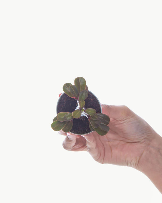 Lil' African Milk Tree | Euphorbia Trigona | Prickle Plants